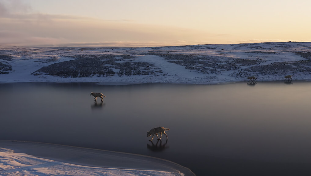 Planet Earth III | BBC Nordic | BBC Nordic