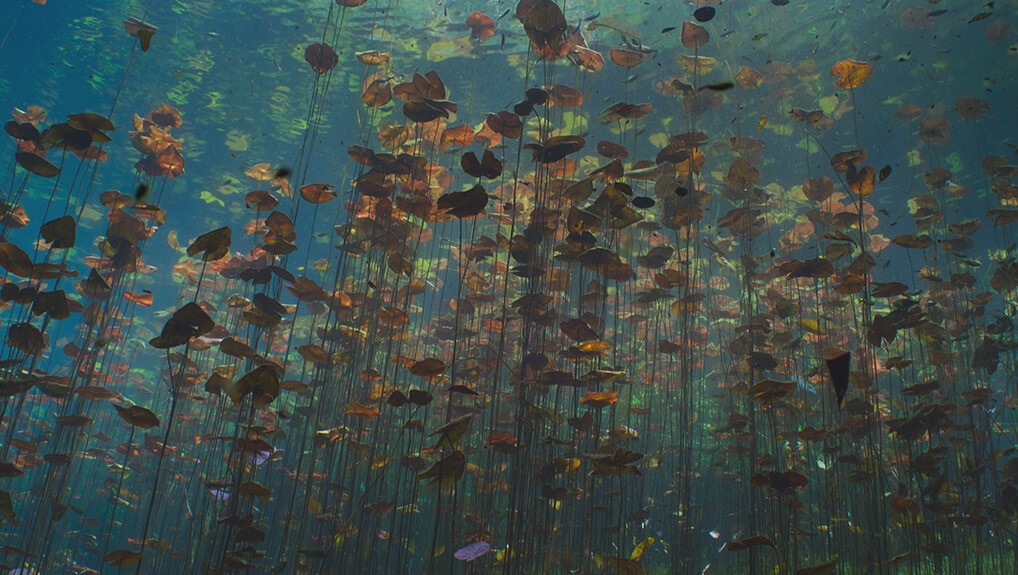 Planet Earth III | BBC Nordic | BBC Nordic